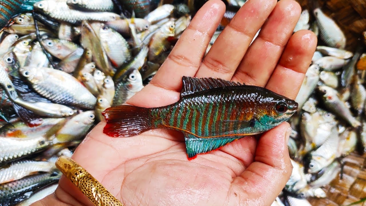 পুকুরে ছোট মাছ ধরার এক সহজ কৌশল/easy way to catching small fish - YouTube