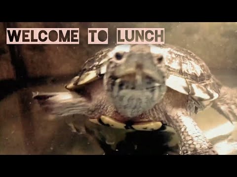Delicious turtle lunch - YouTube