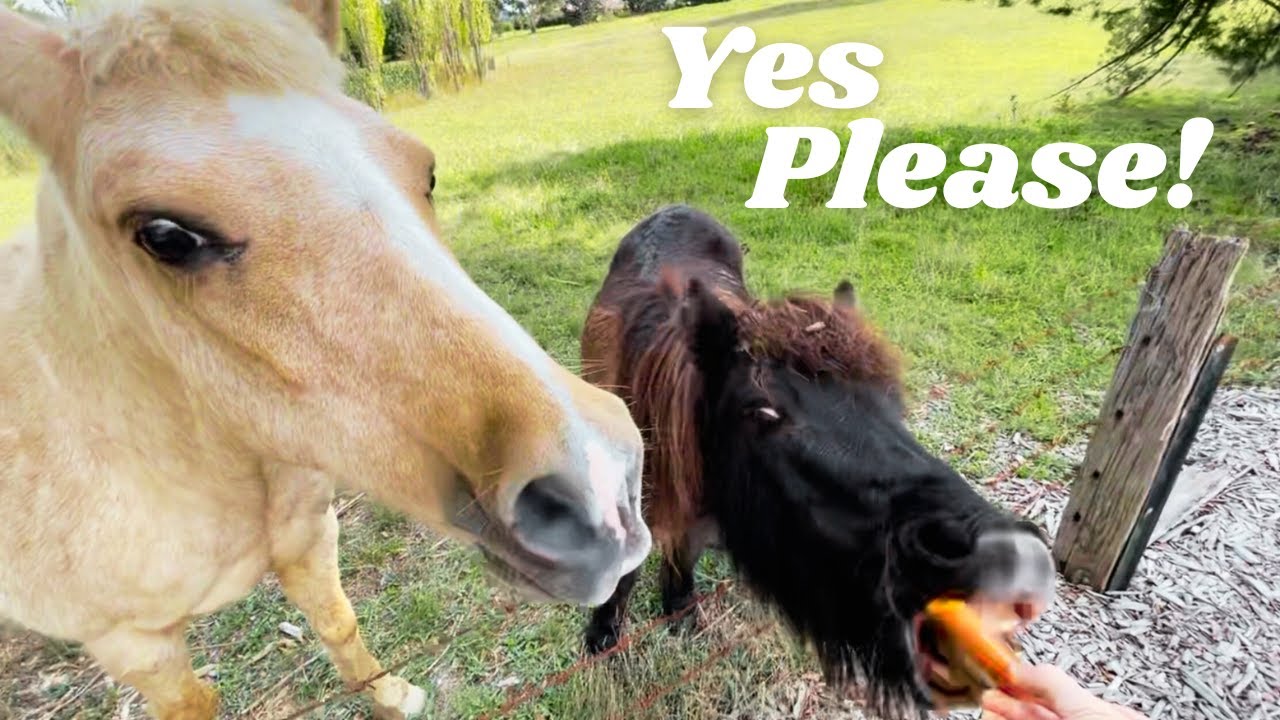 The Cutest Horse Pair | Pooh Bear Pony + Missy 2023 #love #laugh #horse ...