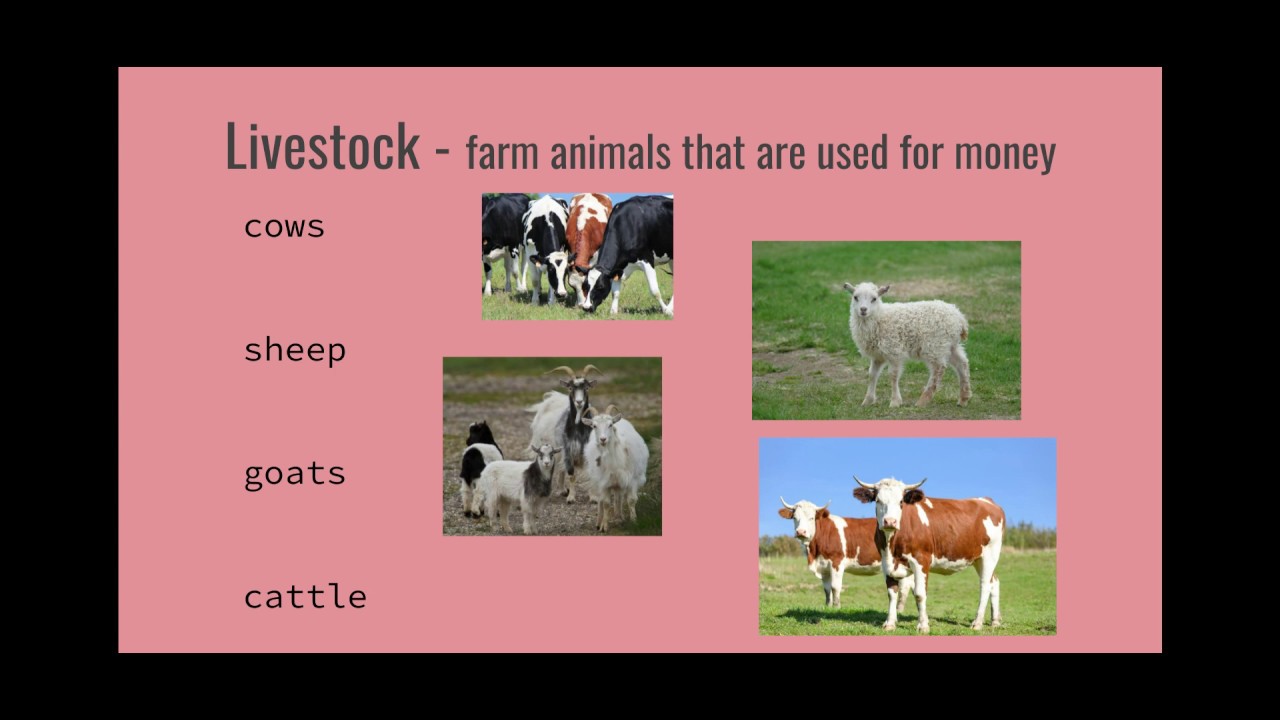 A Southern Ranch - vocabulary - YouTube