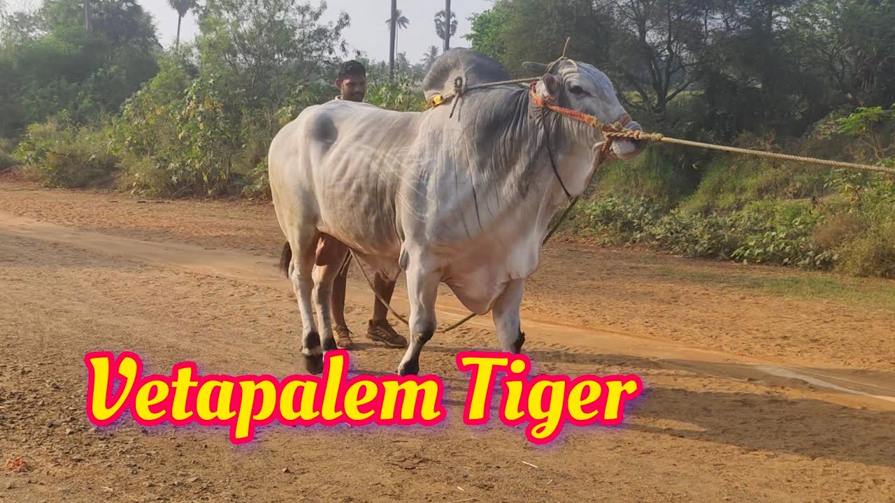 Vetapalem Tiger RK Bull's Vetapalem...... - YouTube