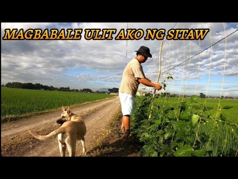 BANTAY SARADO AKO NI RODENT + LAST NA PATABA SA PALAY - YouTube