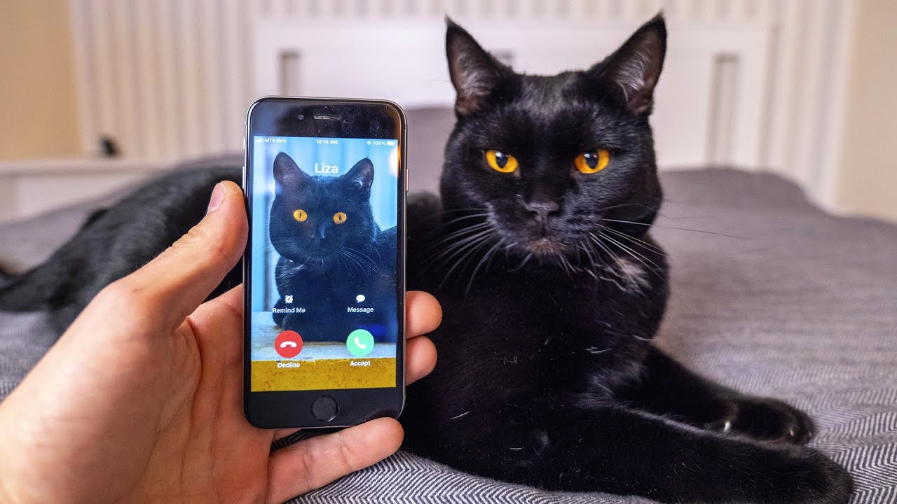 My Funny Cat Incoming Call - YouTube
