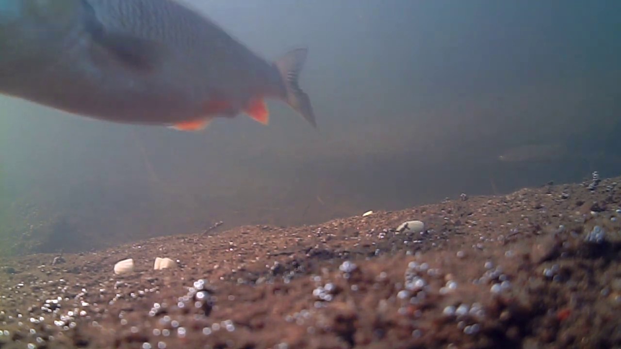 Waterwolf 1.1 camera review - YouTube