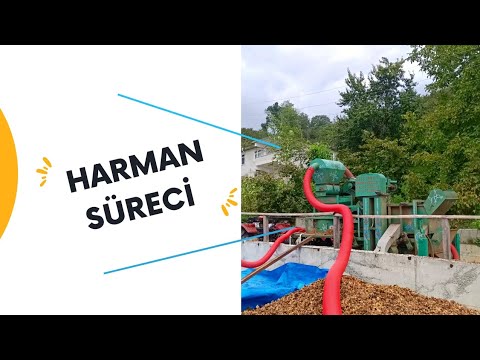 Sesli anlatım ile Fındık harmanı