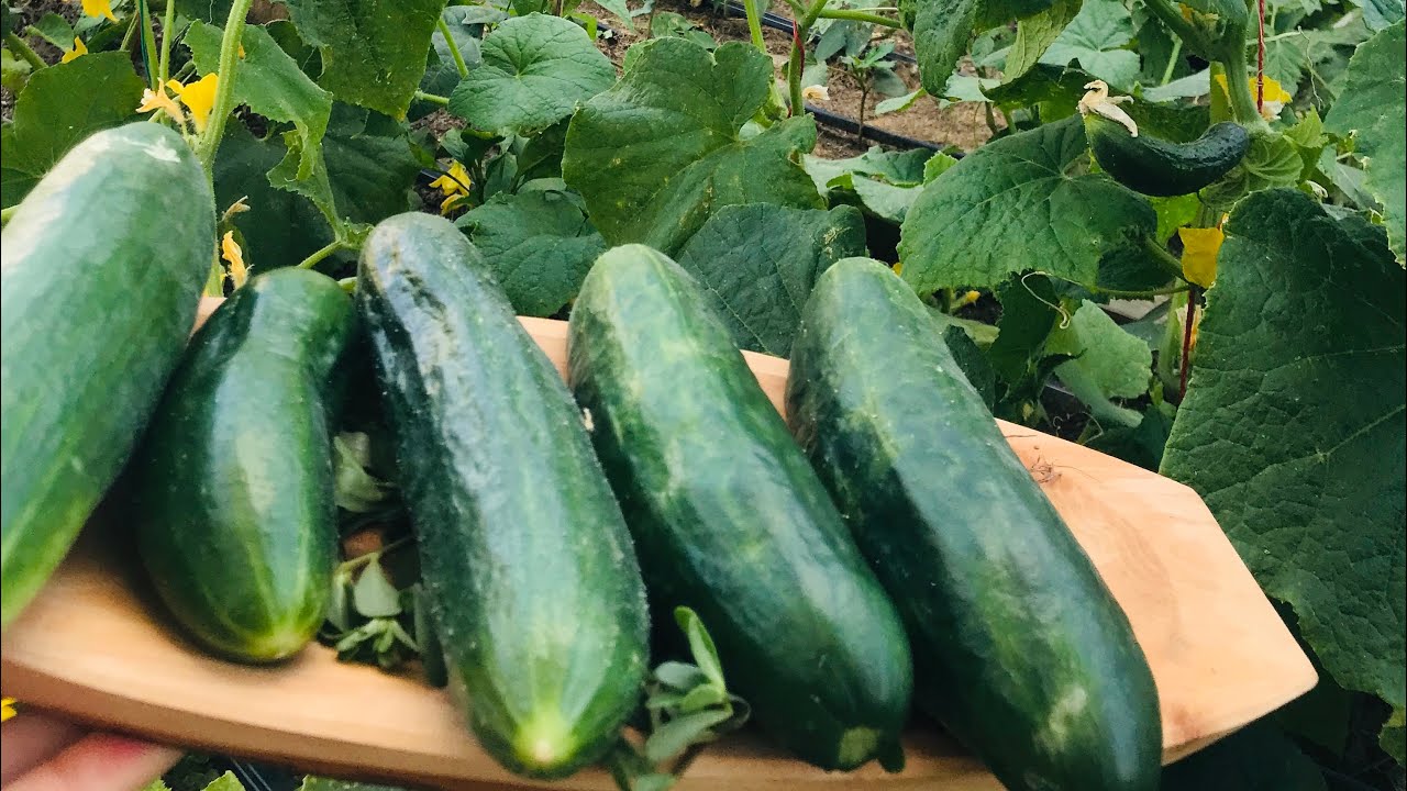 Salatalık /Evde Salatalik Tohumu Elde Etme/salatalik Tohumu Cikarma ...