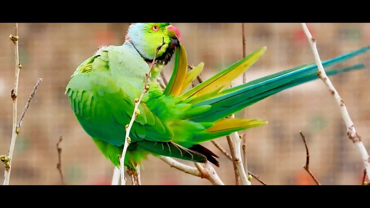 Parrots hairstyle. Nikon coolpix P1000. - YouTube