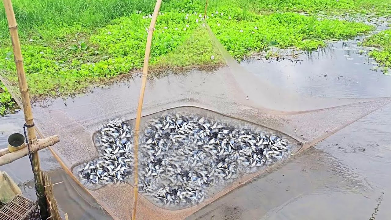 most amazing village fishing culture during rainy season-catching huge ...