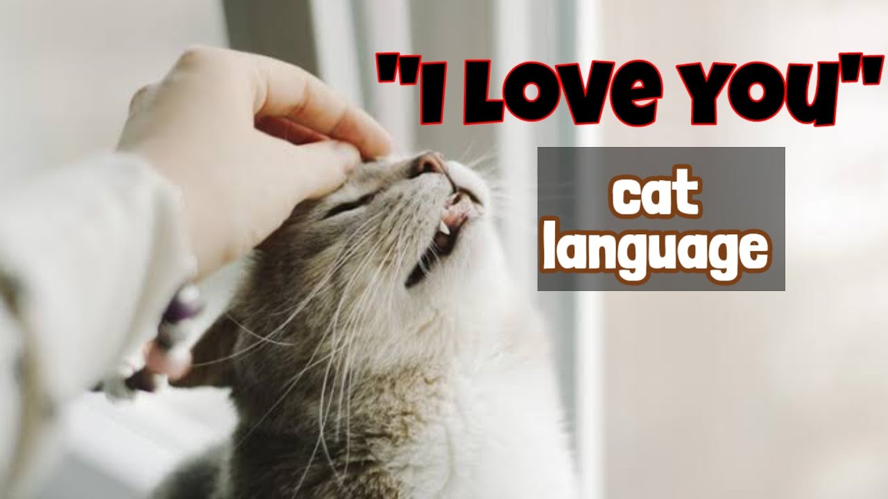 7 Paraan Para Mag- "I LOVE YOU" Sa Iyong Pusa! | I love You in Cat ...