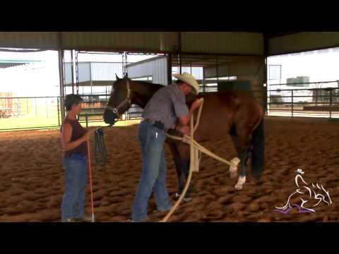 Why Use Hobbles and How to Put Them on Your Horse