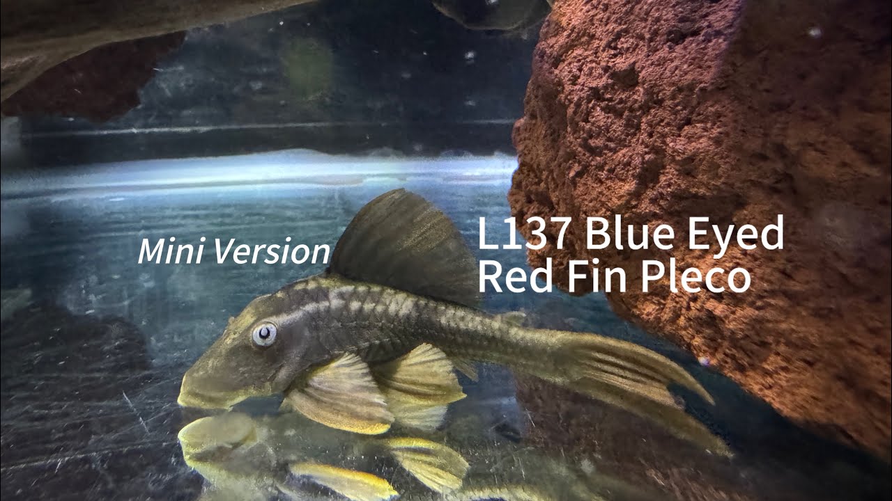Mini Version of L137 Blue Eyed Red Fin Pleco - YouTube