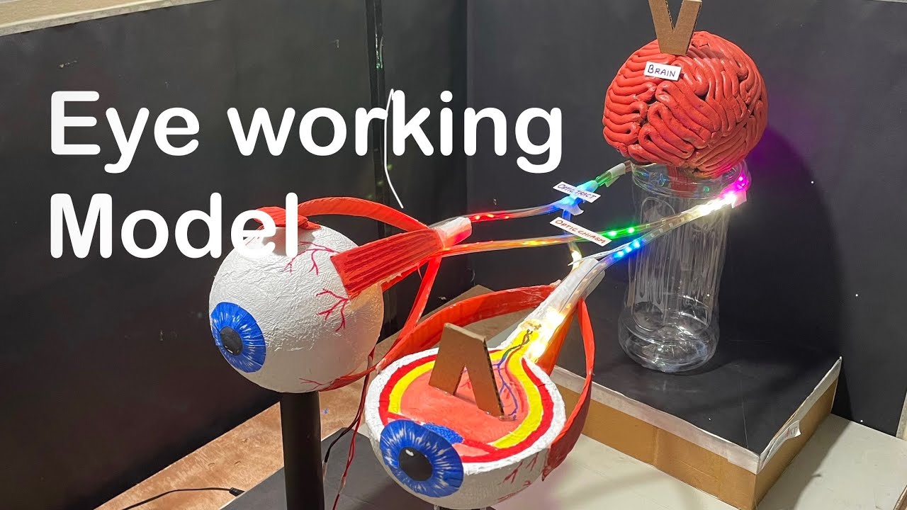 human eye working model | working model of eye for science exhibition ...
