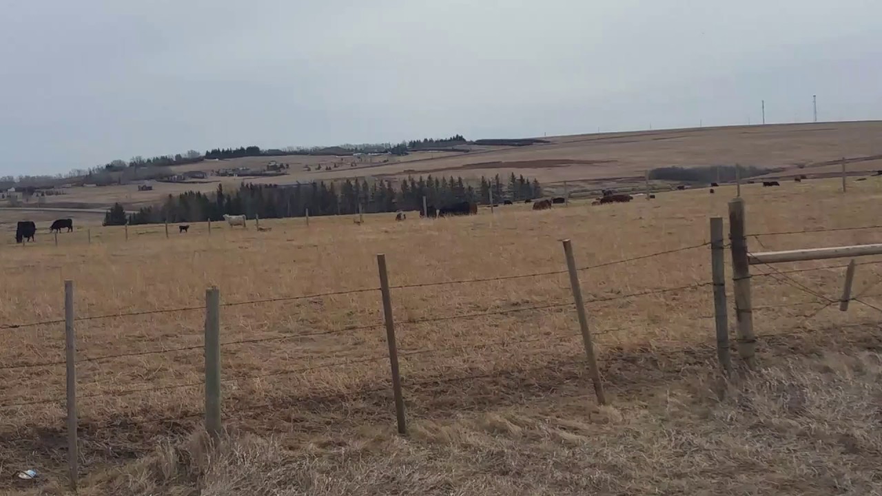 Cow Watch. Here a cow there a cow everywhere a cow cow - YouTube