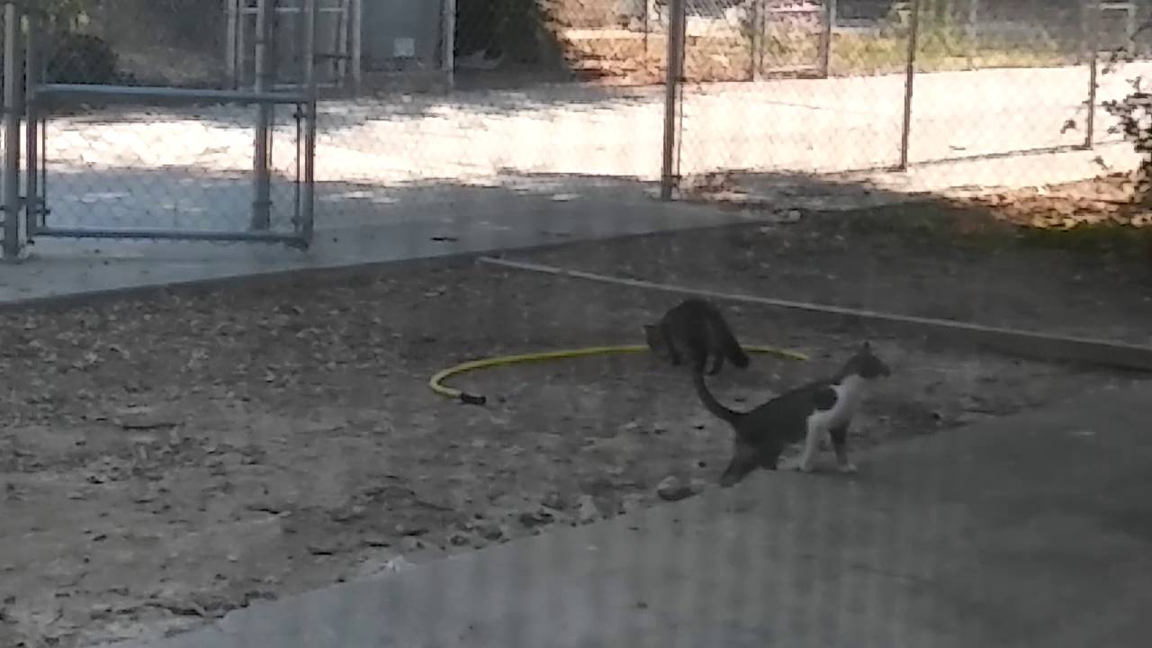 Wild cat gets beat up - YouTube