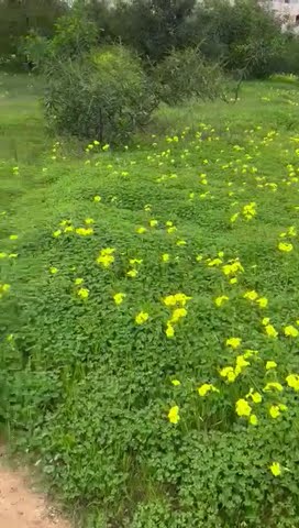foreign flowers like our deshi sorshe ful... - YouTube