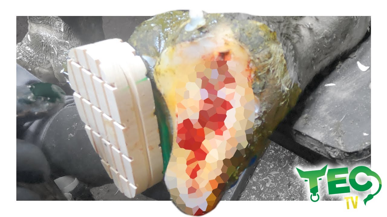 COW’S FOOT WITH WHITE LINE DEFECT | Hoof of the Week - YouTube