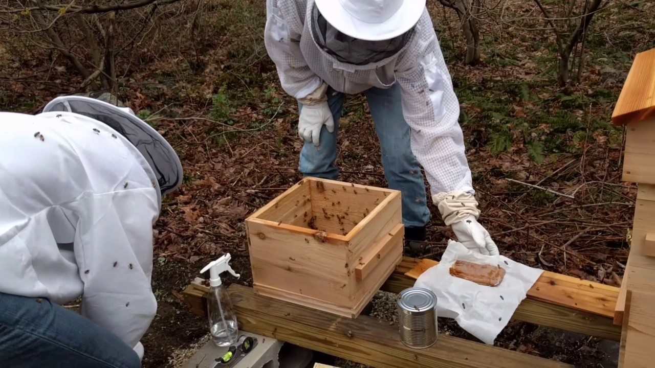 Installing bees into a Warre hive - YouTube