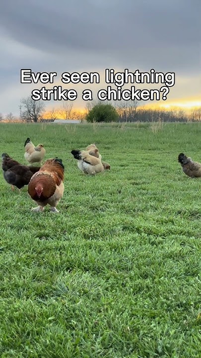 Lightning-Fast Chickens in the Backyard! #chickens #backyardchickens # ...