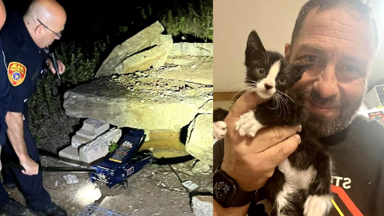 Animal Rescue Works for 10 Hours to Save Kitten From Drain - YouTube