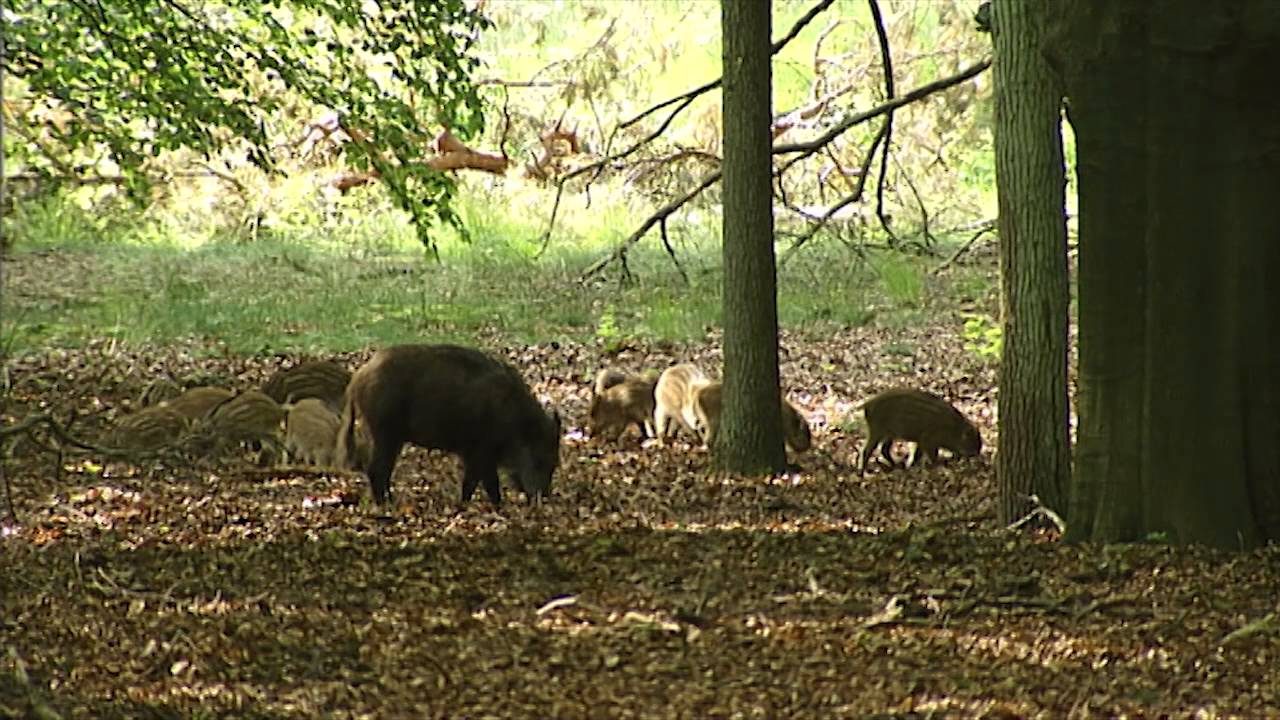 Wild zwijn - Natuurmonumenten 2013 - YouTube