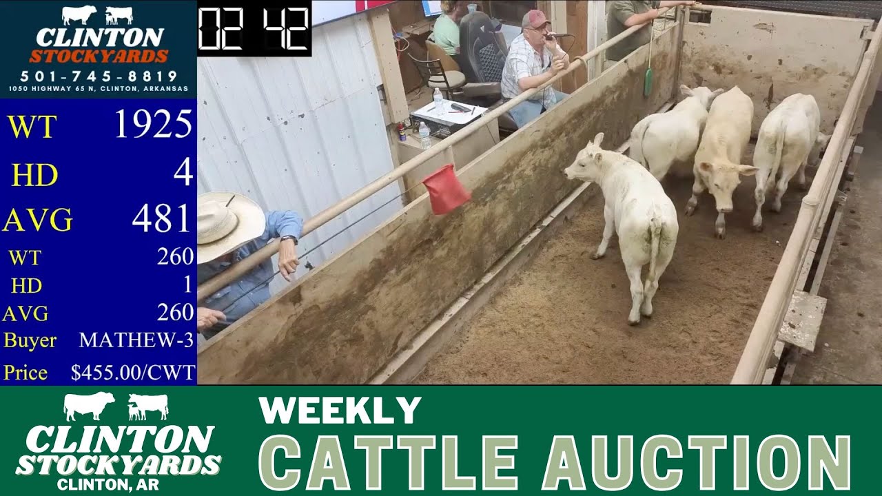 8/9/2025 - Cattle Auction - Clinton Stockyards - YouTube