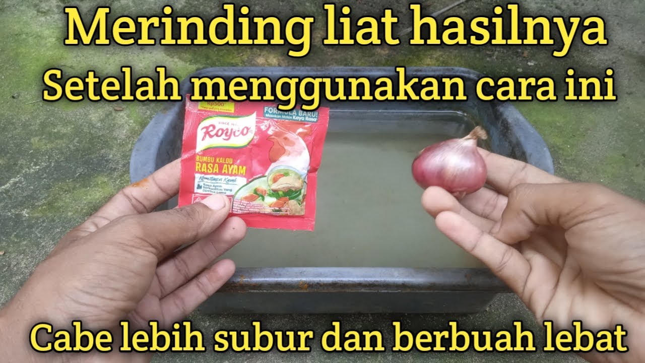 Merinding liat hasilnya setelah menggunakan cara ini cabe lebih subur ...