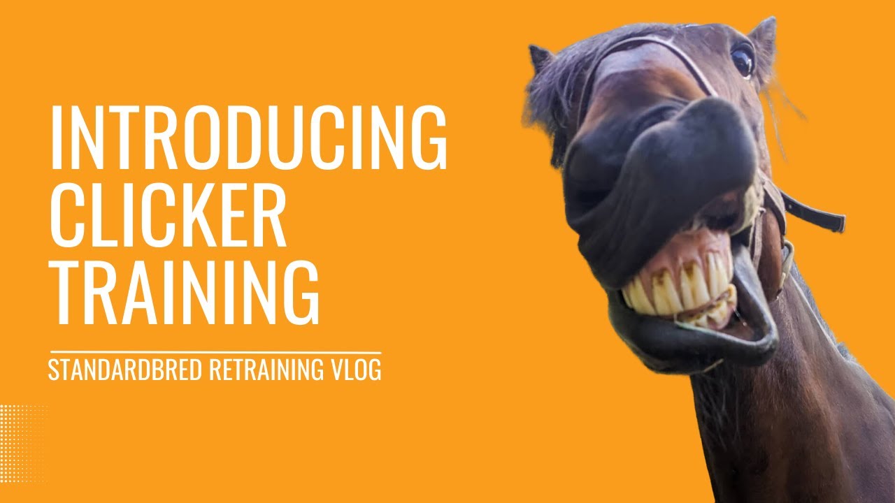 Standardbred Retraining Episode 7: Introducing Clicker Training - YouTube