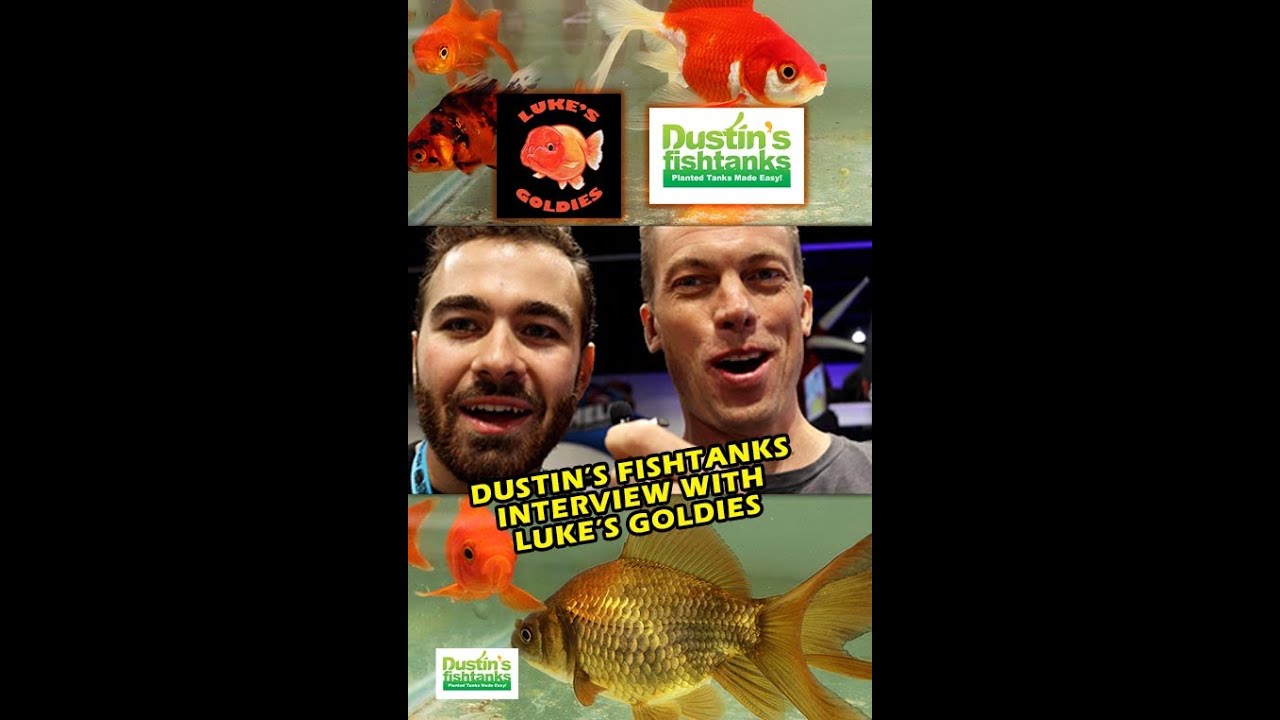 Luke's Goldies and Dustin's FishTanks TALK GOLDFISH, GREENHOUSES ...