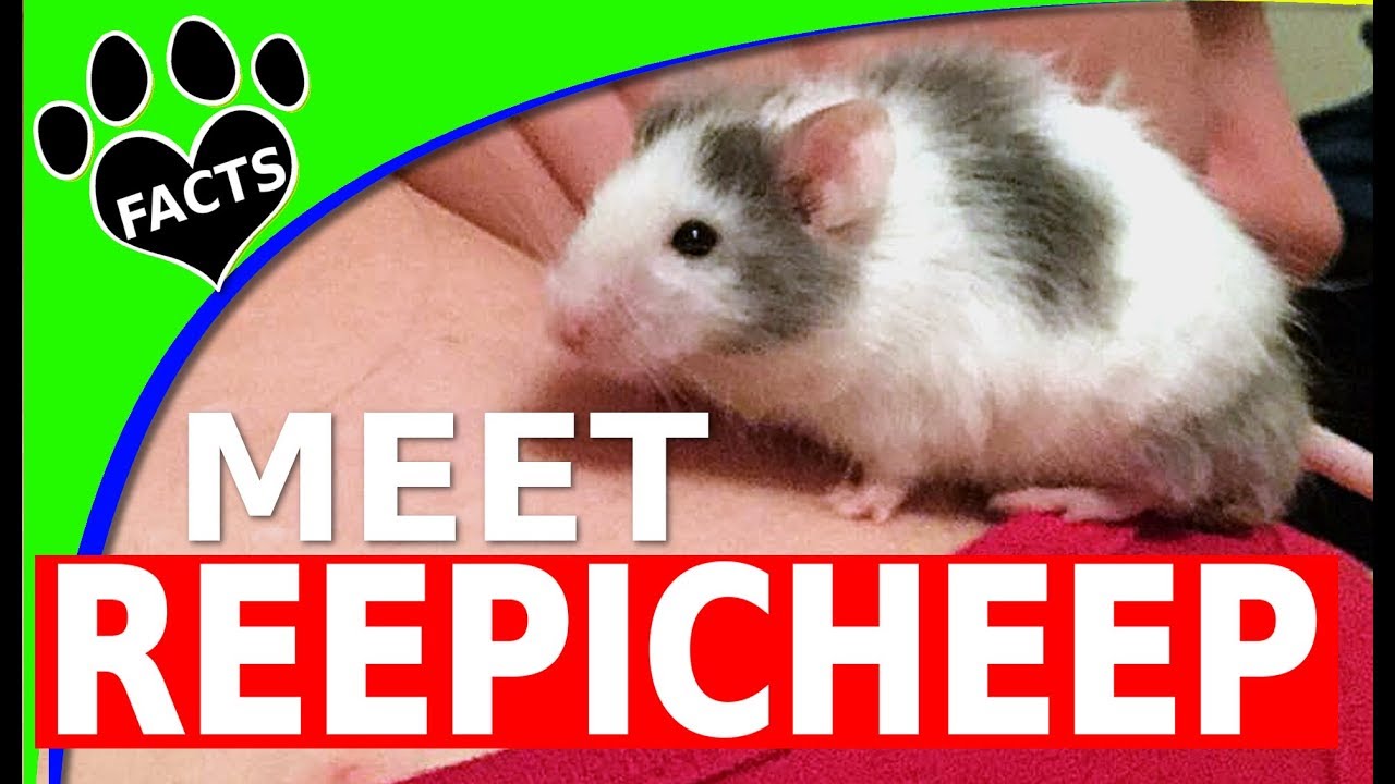 Meet Reepicheep Our Pet Fancy Mouse at Home - Animal Facts - YouTube