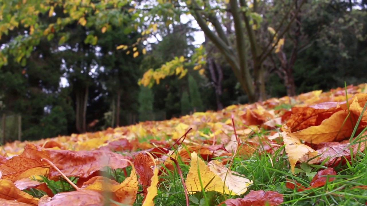 Isolated Natural History - YouTube