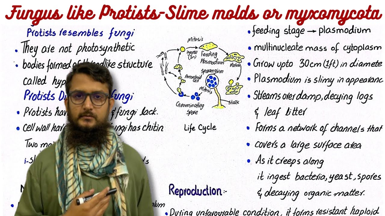 Fungus like protists | slime molds or myxomycota | class 11 - YouTube