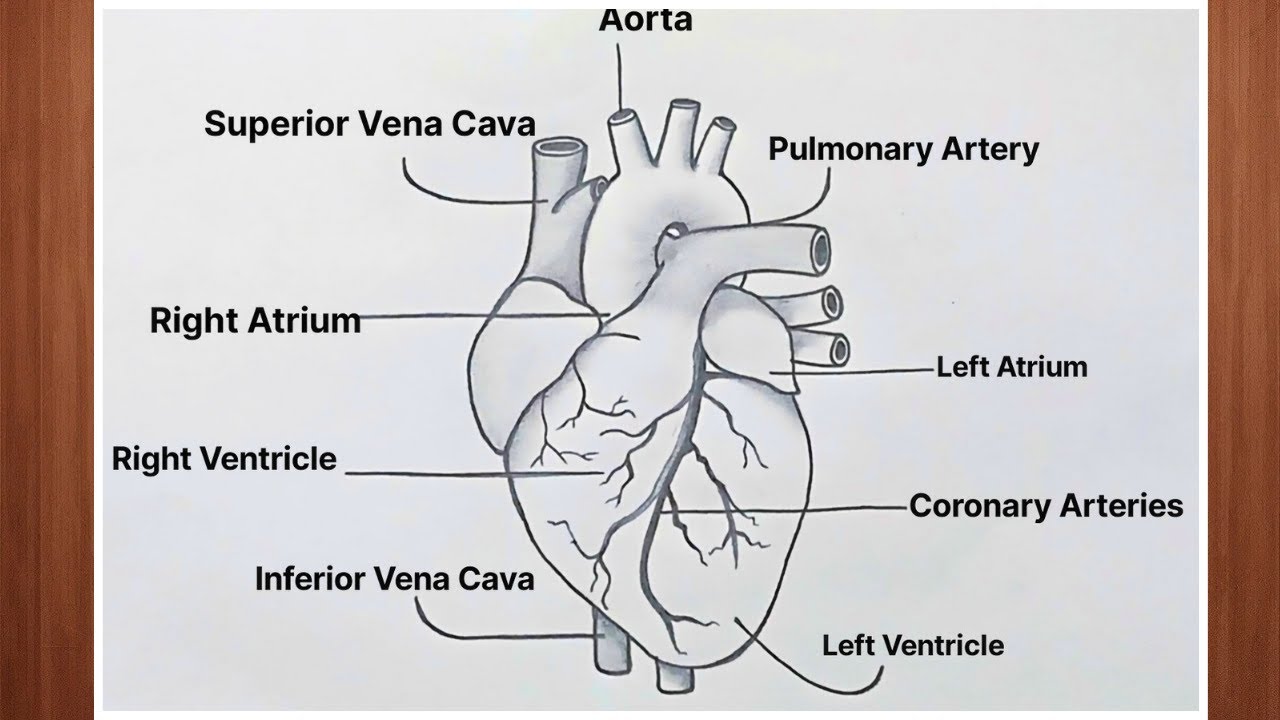 Human Heart Diagram | Easy Anatomy Diagram with Labels |Human Heart ...