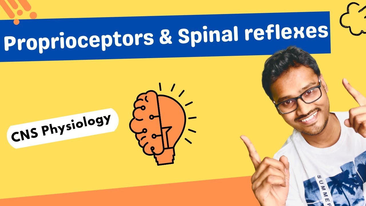 Proprioceptors and Spinal reflexes - stretch & inverse stretch reflex ...