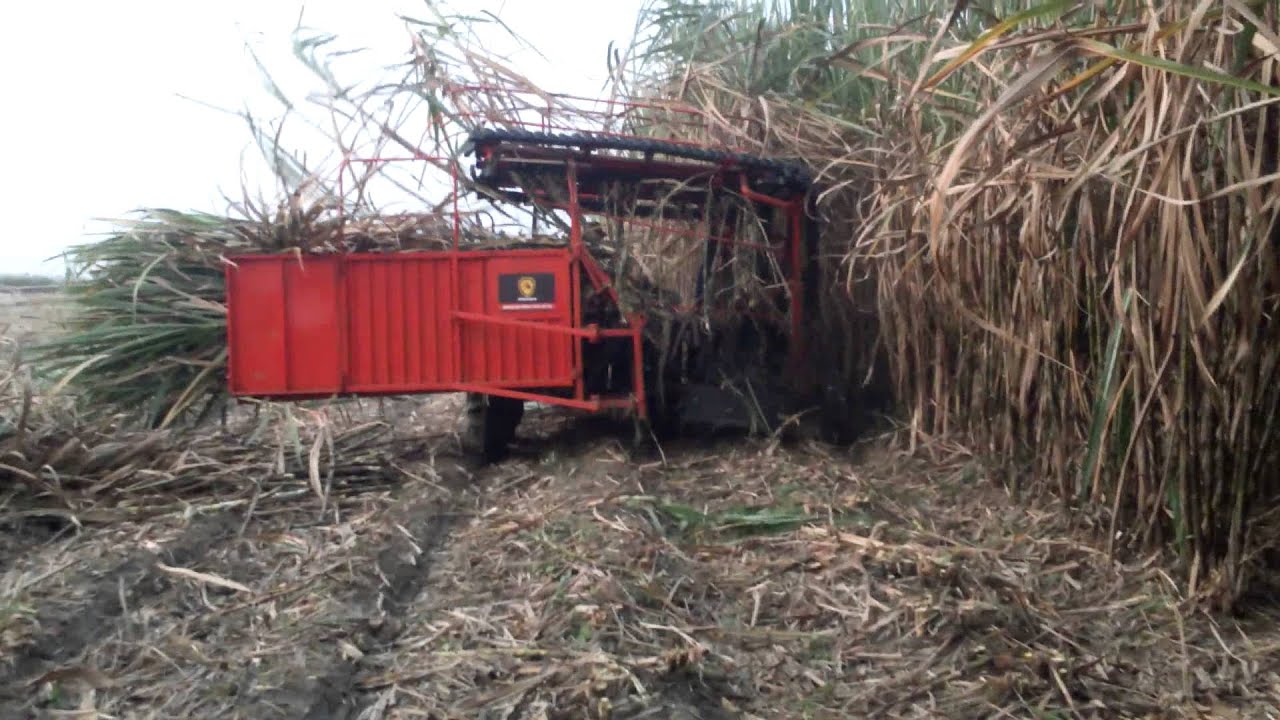 Alat tebang tebu - YouTube