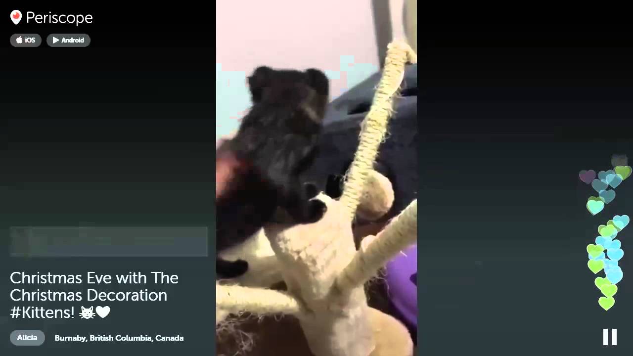 Alicia's evening 2015-12-24 Periscope with Christmas Decorations litter ...