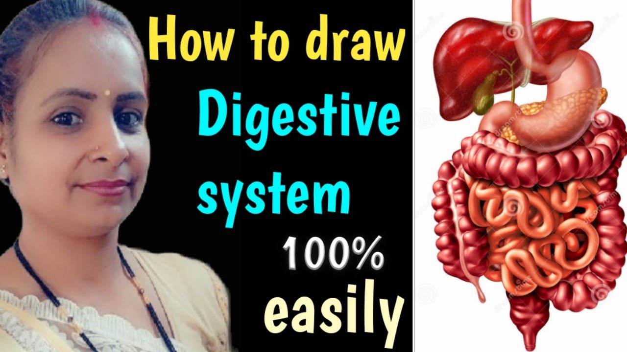 How To Draw Digestive System Easily YouTube how-to-draw-digestive-system-easily-youtube