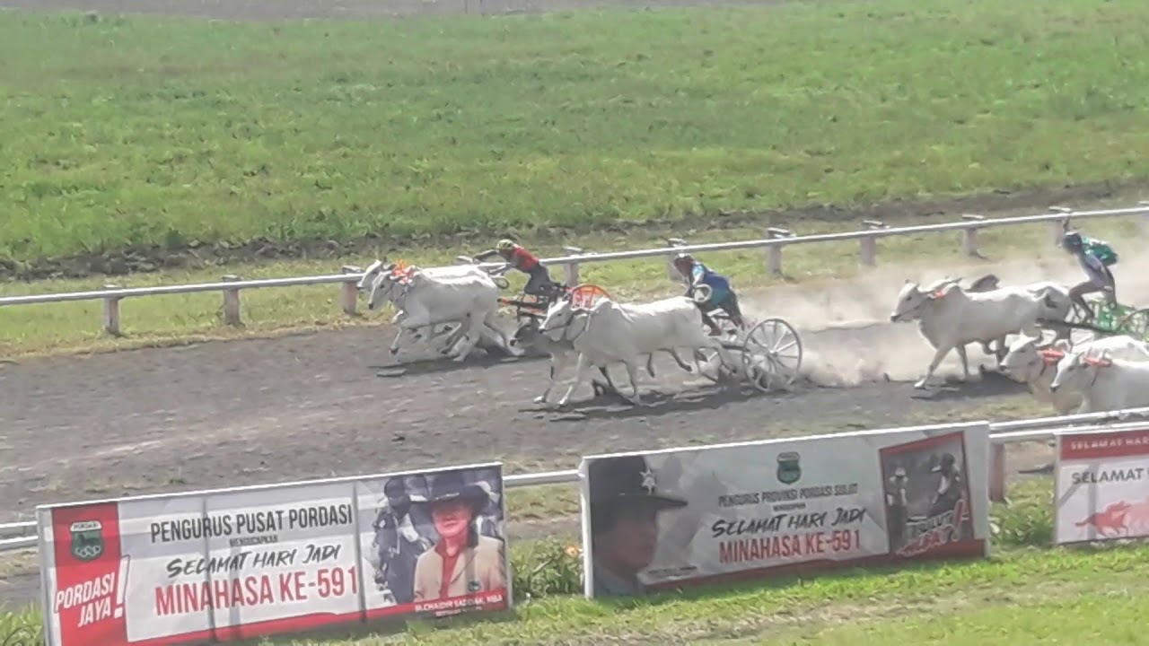 Pacuan sapi .. jarak 150 mtr rihendyvalentin - YouTube