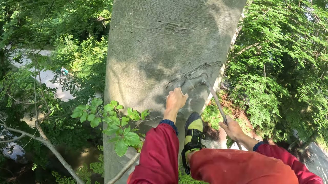 🔥INCREDIBLE TREE FREE SOLO🔥The German Tree Free Climber🔥 - YouTube