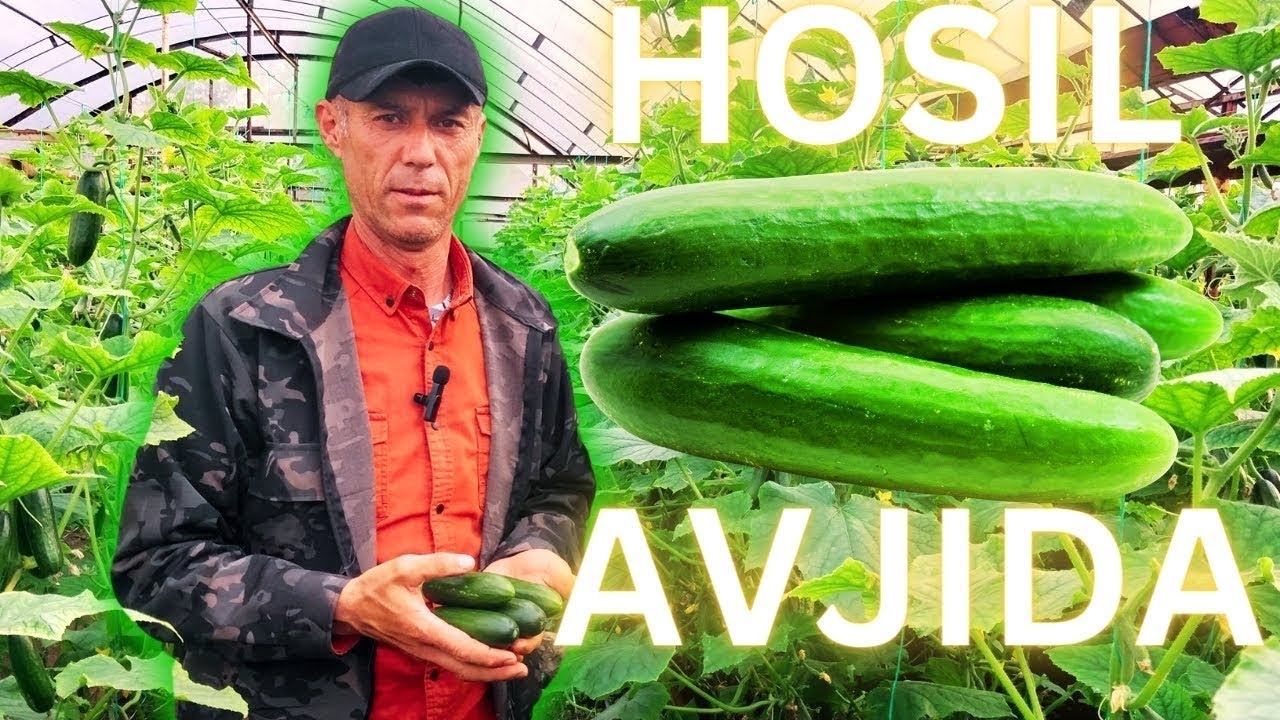 БОДРИНГ ҲОСИЛИ АВЖИДА 2024 | BODRING HOSILI AVJIDA 2024 - YouTube