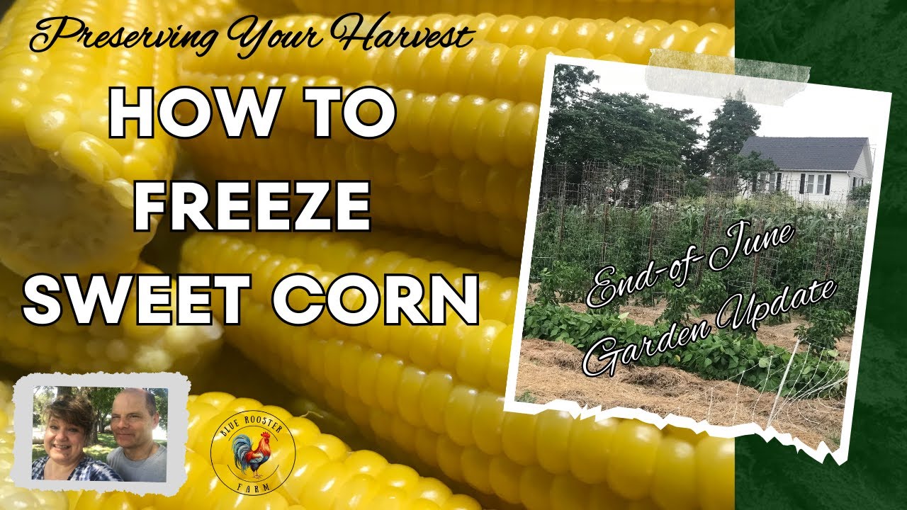 Garden Update and Freezing our First Patch of Sweet Corn - YouTube