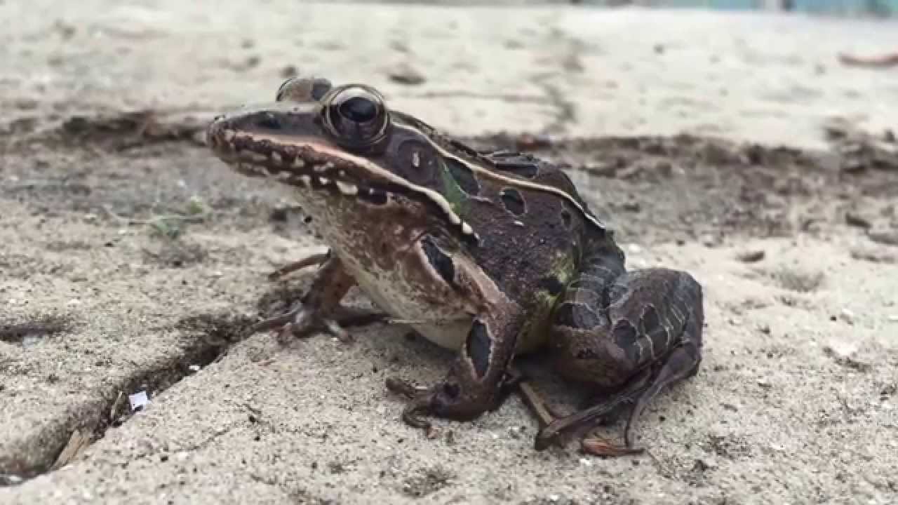 Southern Leopard Frog - Lithobates sphenocephalus - Florida Frogs - YouTube