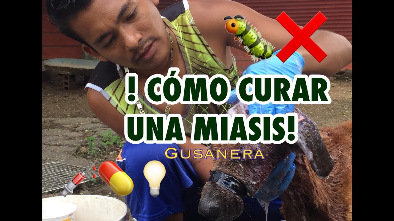 CURA UNA MIASIS (gusanera) EN TU CASA - seguro y confiable. - YouTube