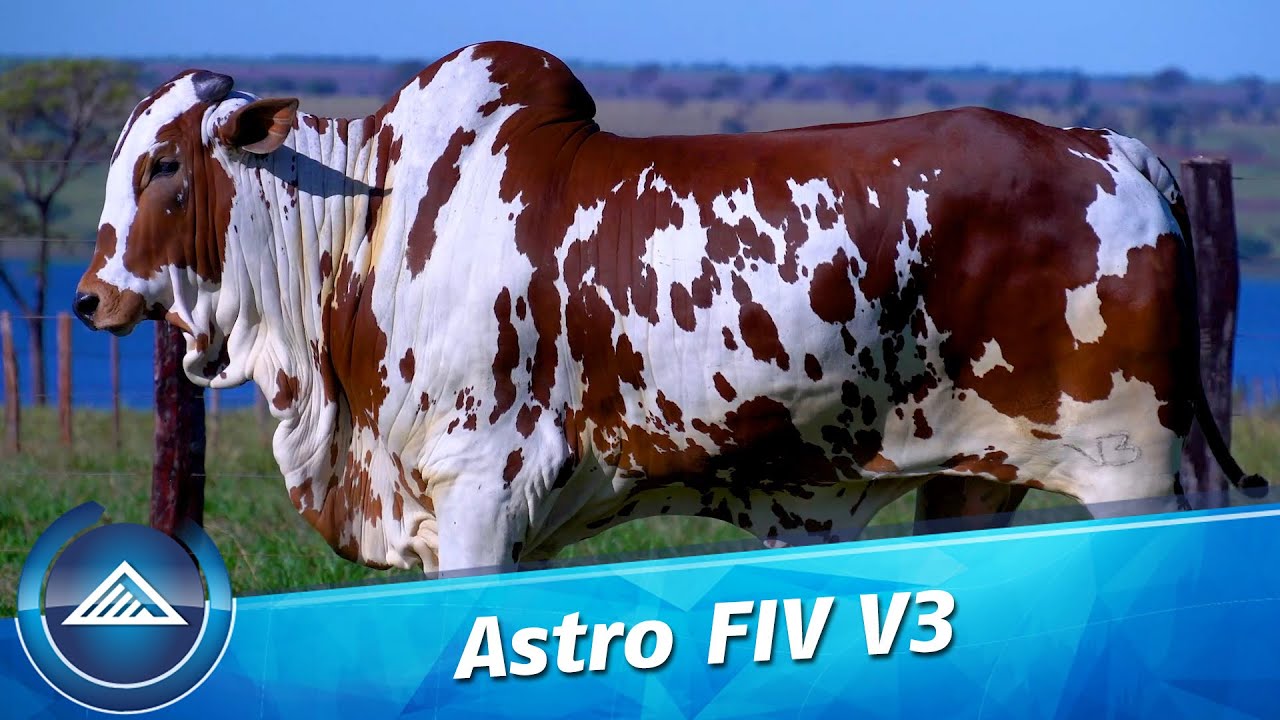 Astro FIV V3 - YouTube
