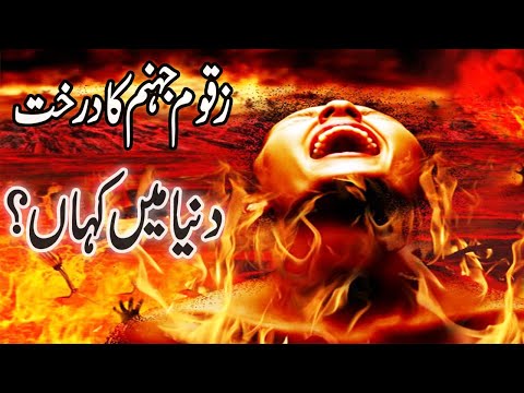 Reality Of  Zaqqum Tree | زقوم کے در خت کی حقیقت | Fruit Of Hell | Zaqqum and hell | TIN