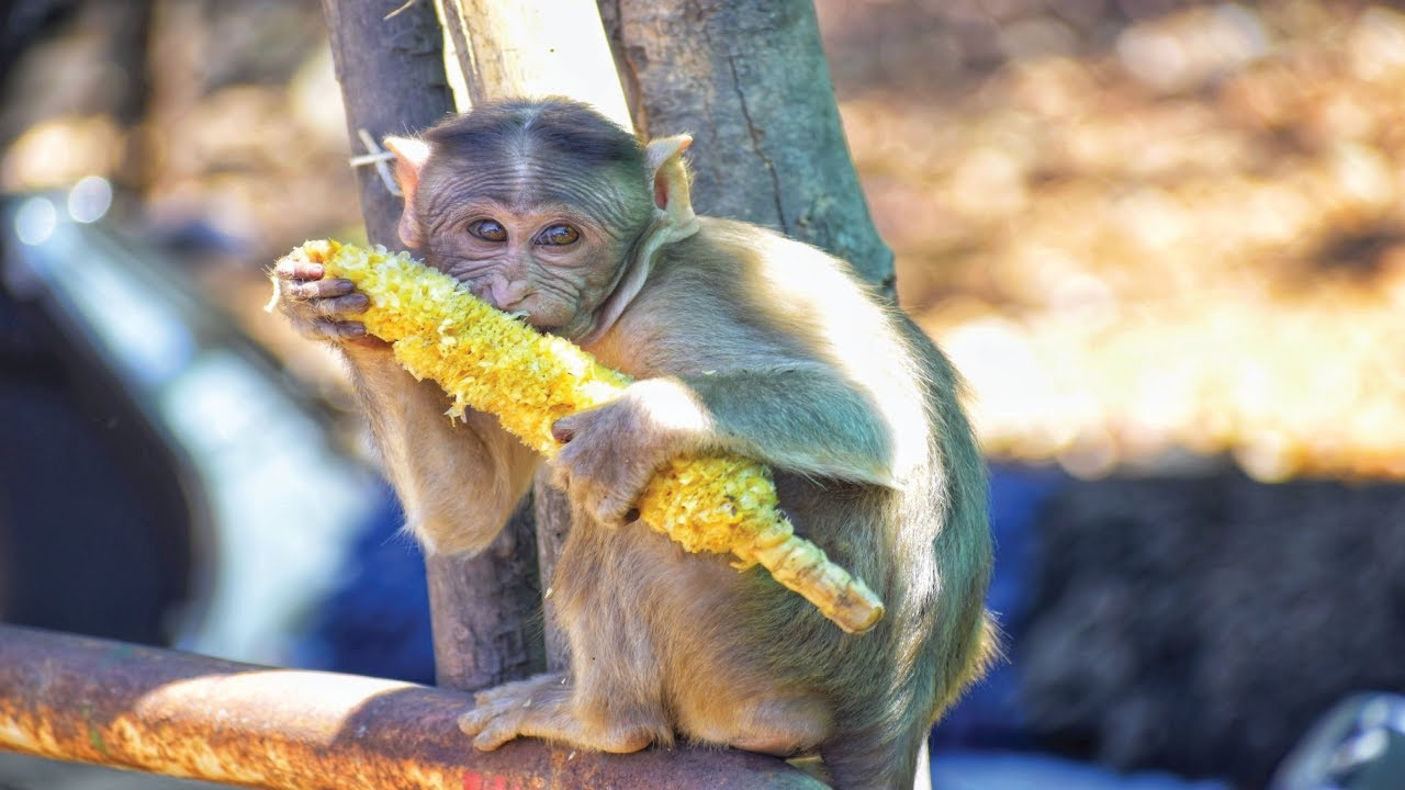 Monkey beautiful scenes and eating food- 4K Animal Footage 4 - YouTube