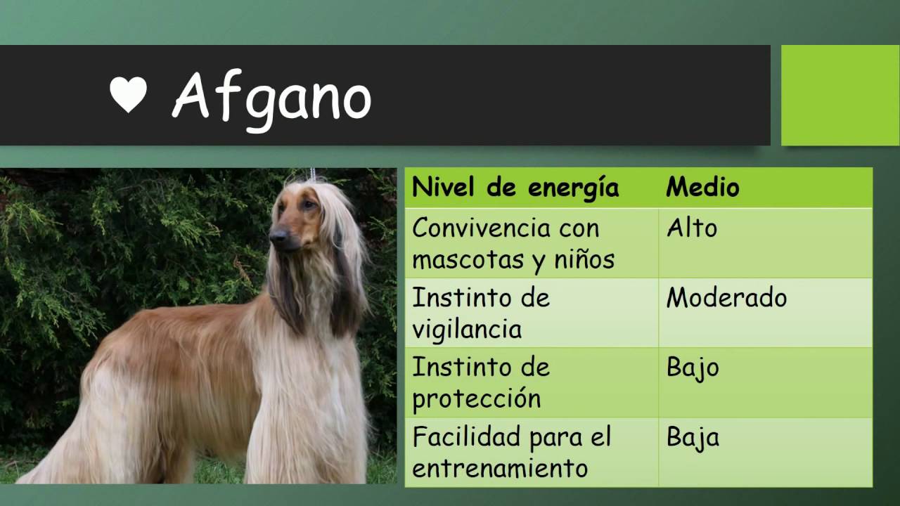 PERRO LEBREL AFGANO , CARACTERISTICAS | RAZAS DE PERROS - YouTube