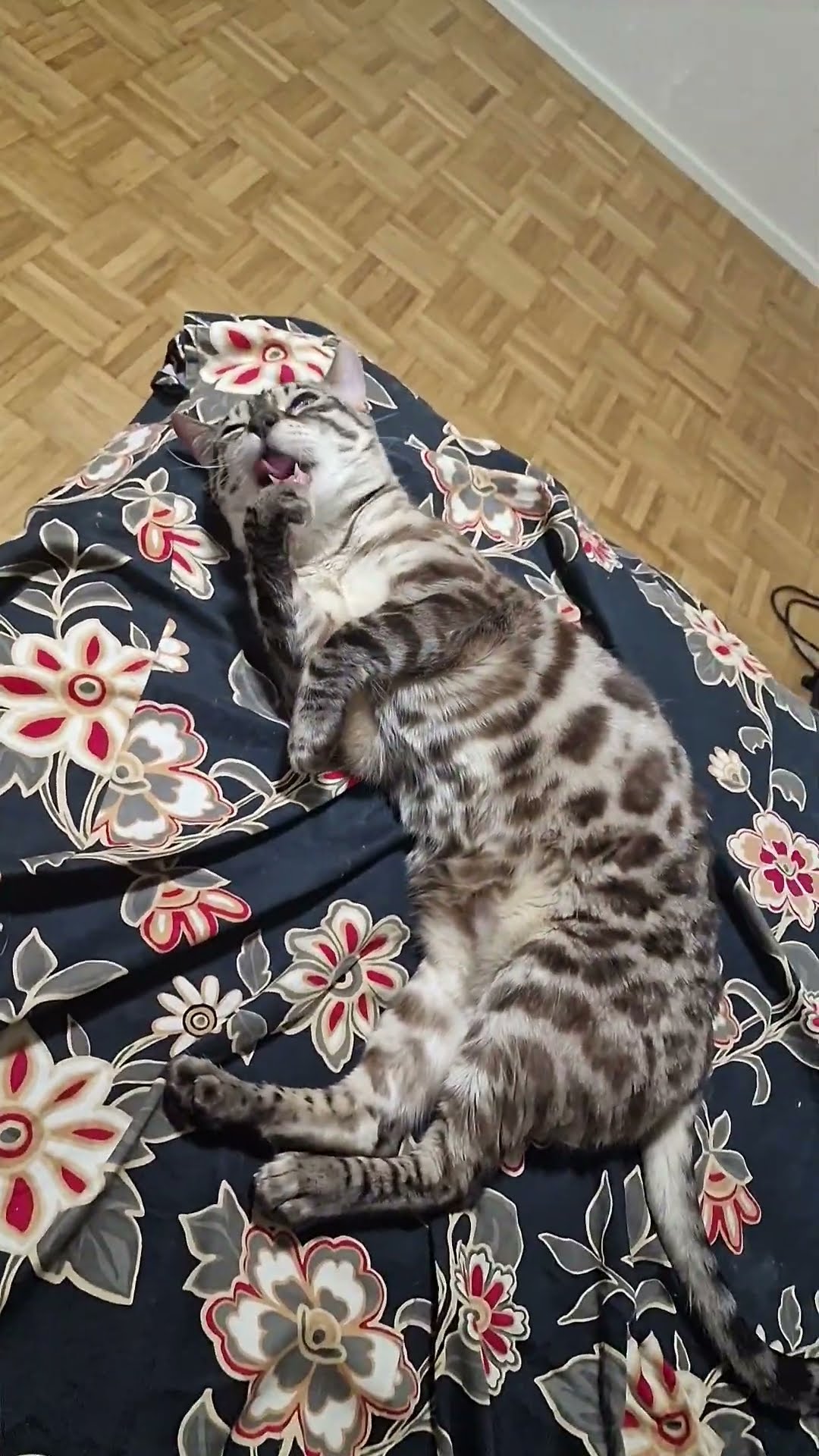 Chilling Fat Cat & Crazy Bengal Cat 😻😻 - YouTube