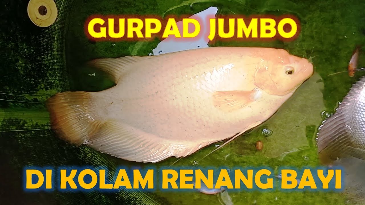 GURAME PADANG JUMBO KURAS KOLAM - YouTube