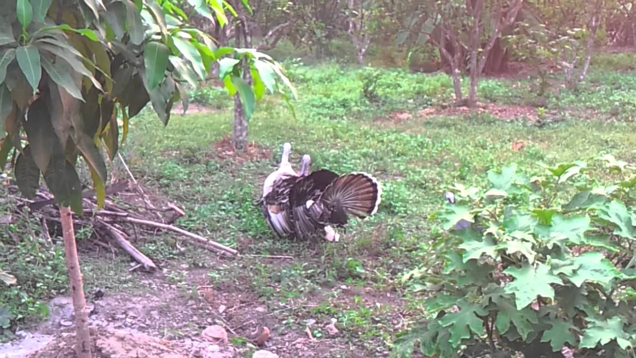 2 turkeys vs one rooster - YouTube