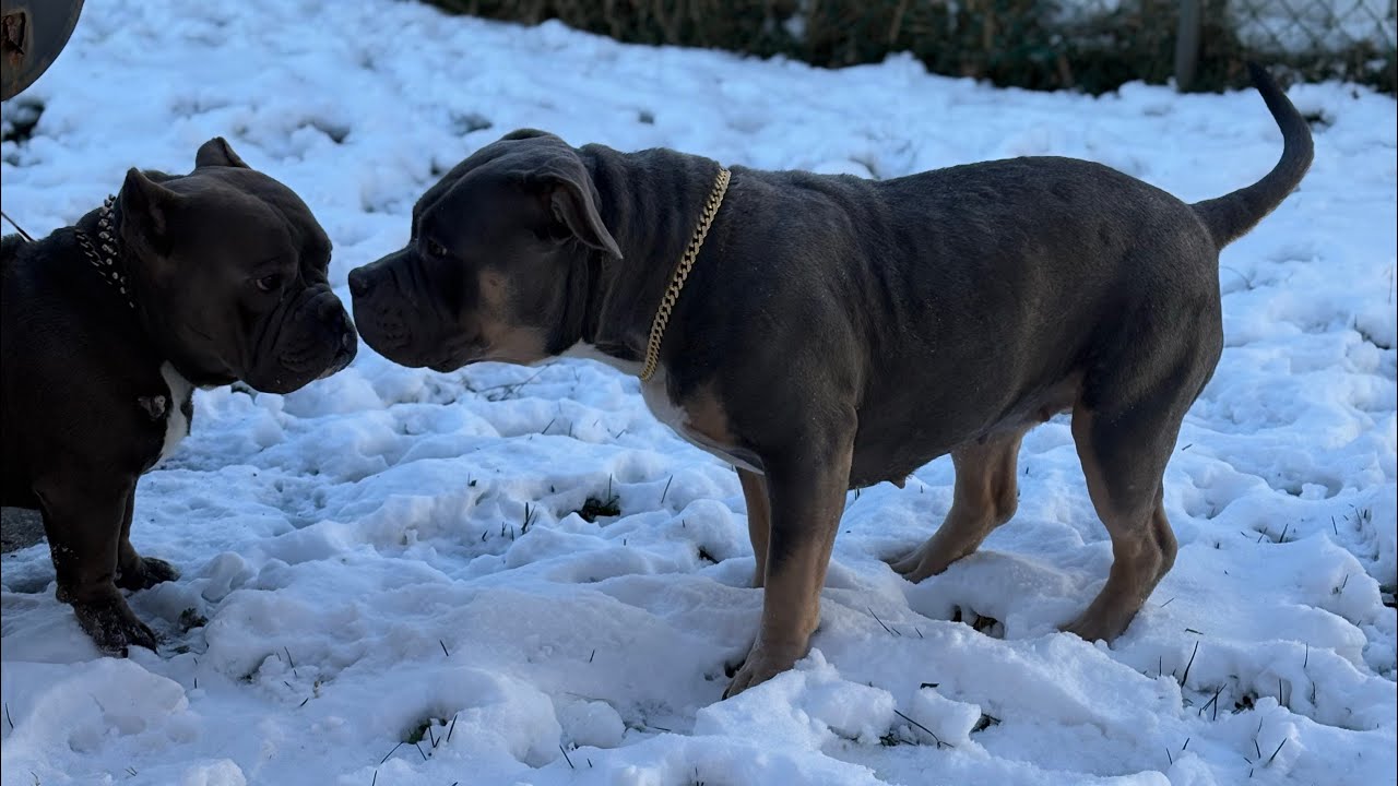 American Bully Came In Heat On Christmas Day - Bossman weezy blue Tri ...